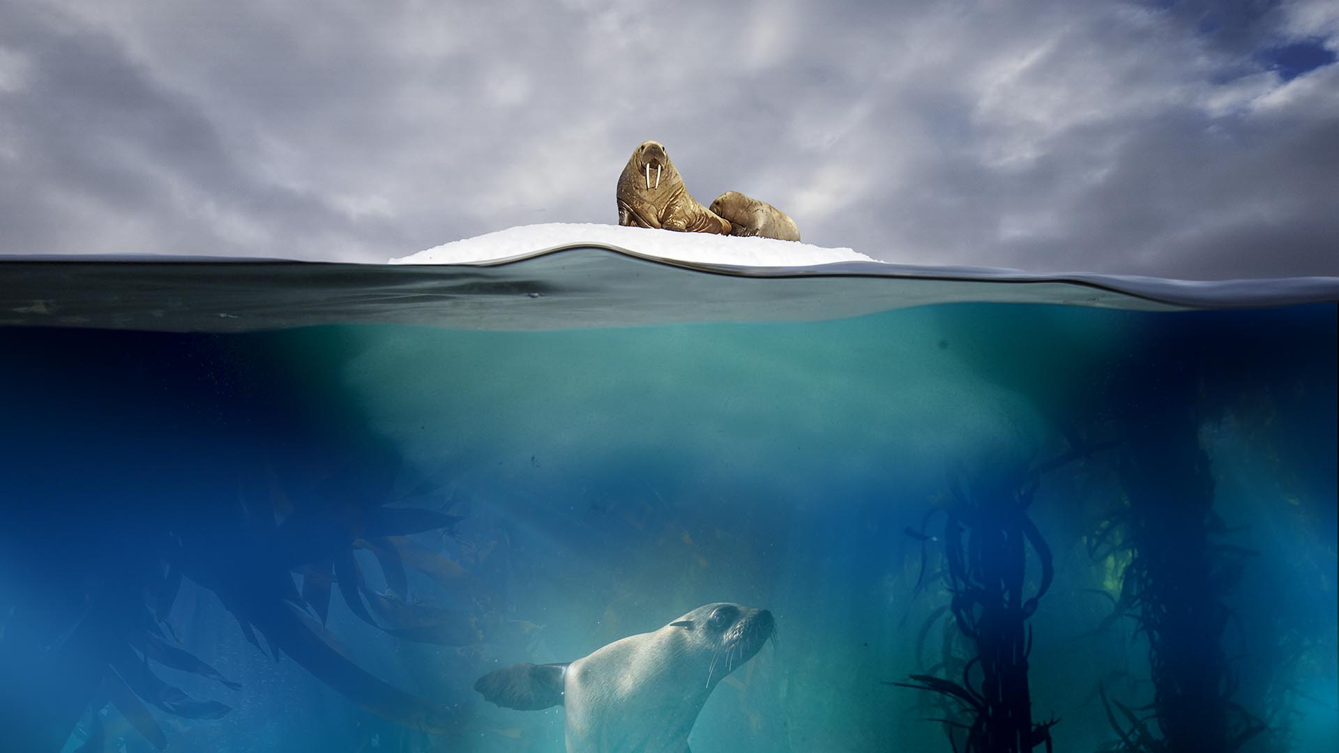 Prime Video: Blue Planet Revisited - Season 1