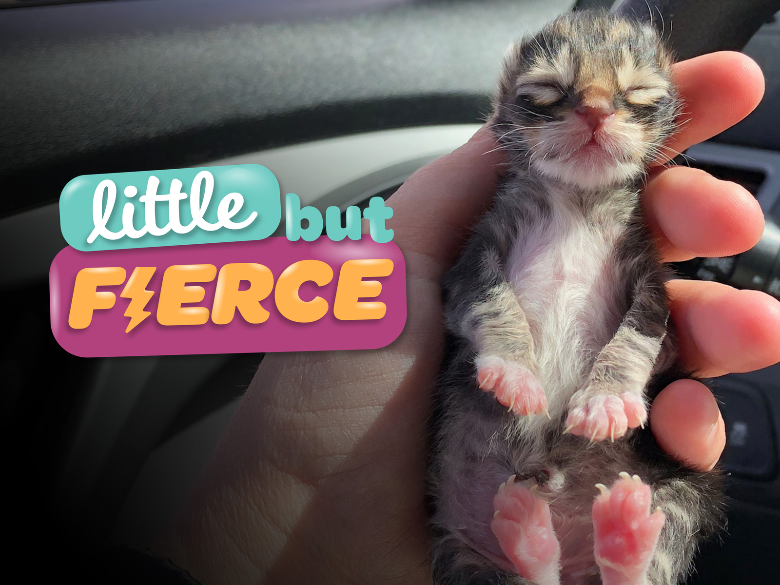 Prime Video: Little But Fierce - Season 4