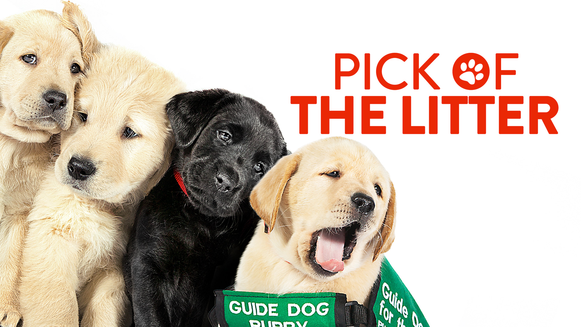 Watch Pick of the Litter | Prime Video