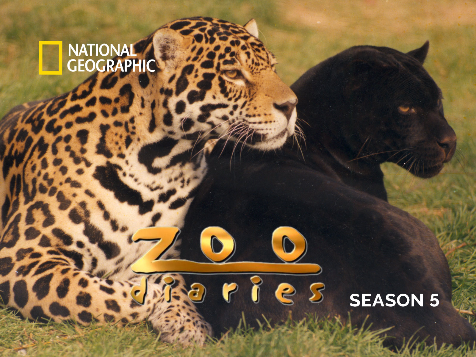 Prime Video: Zoo Diaries - Season 5