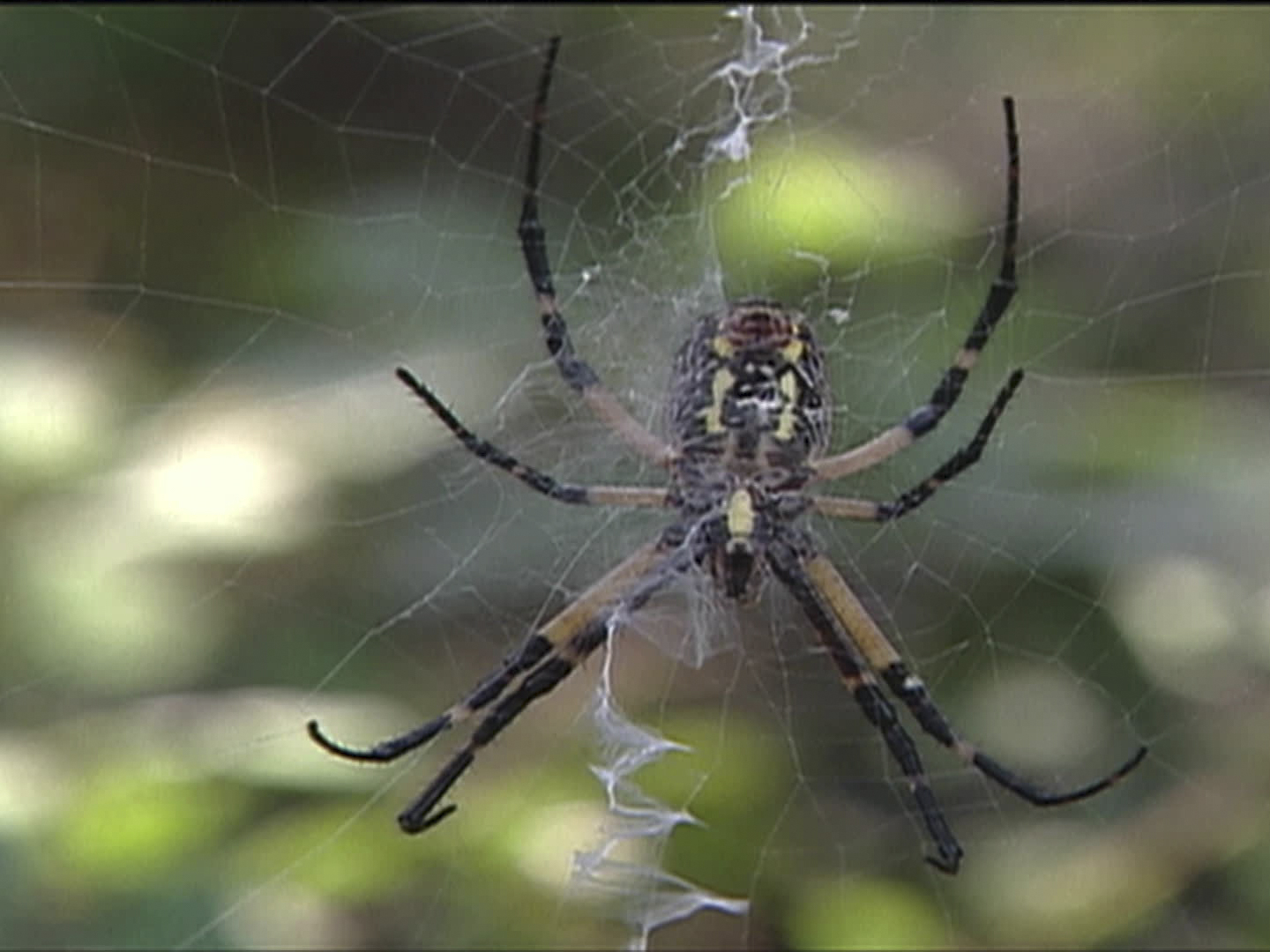 Prime Video: MonsterQuest - Season 2