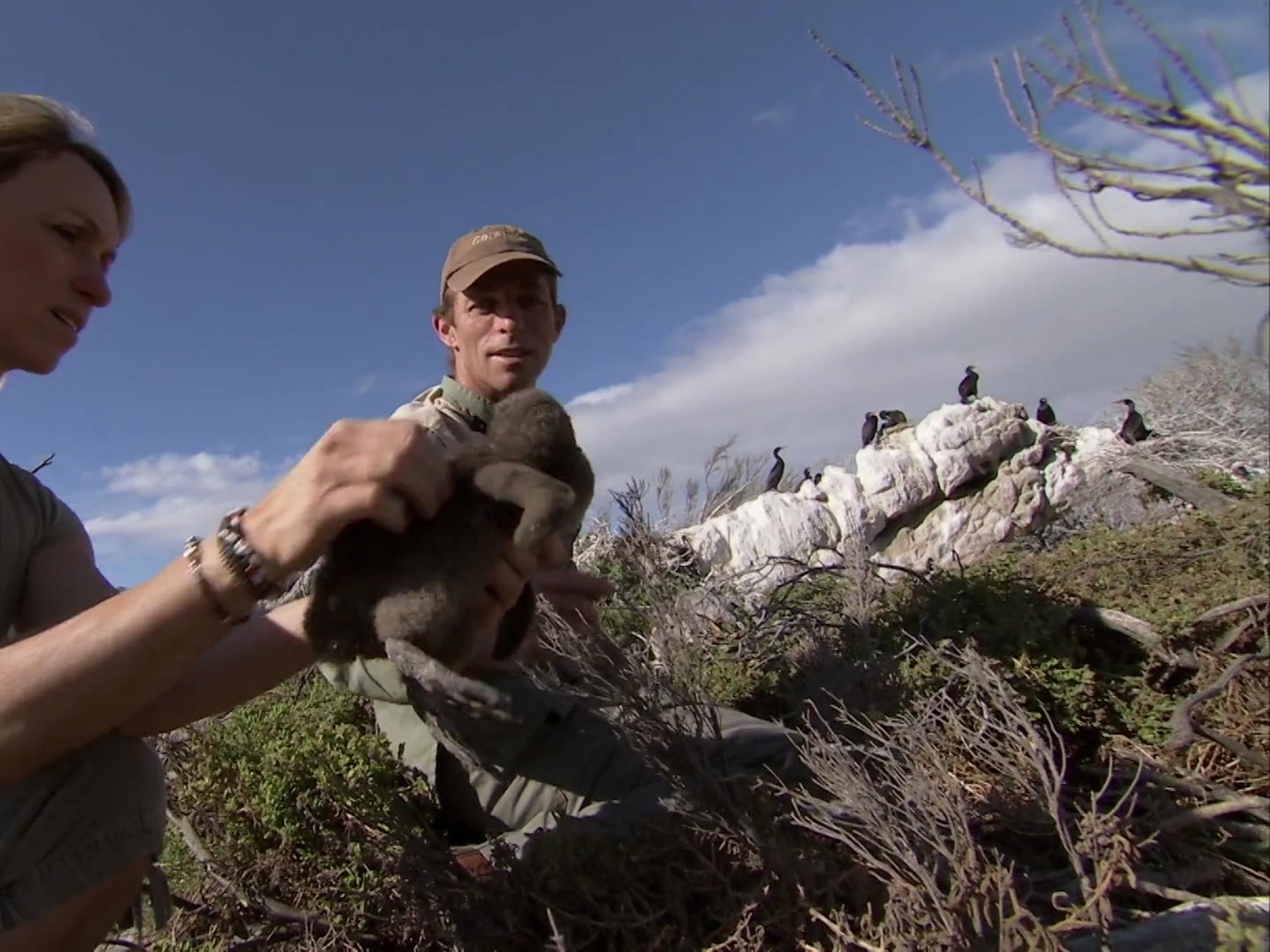 Prime Video: The Great Penguin Rescue