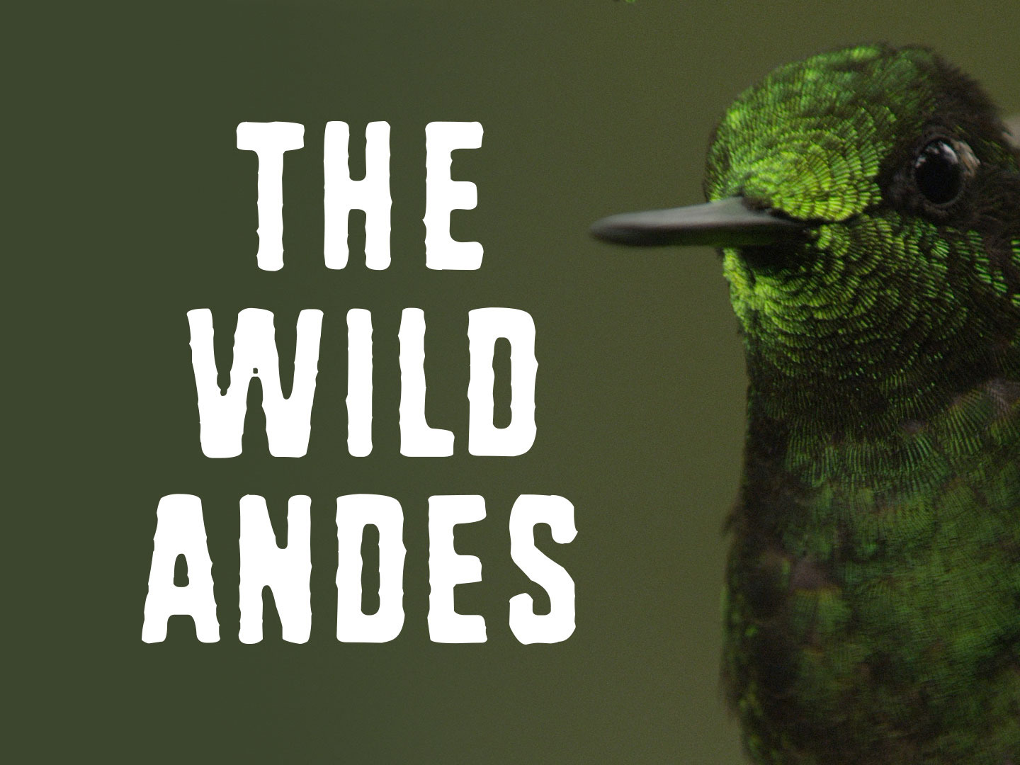 Prime Video: Wild Andes - Season 1