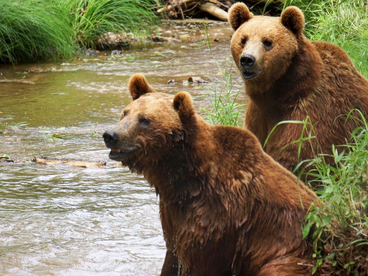 Prime Video: Project Grizzly - Season 1