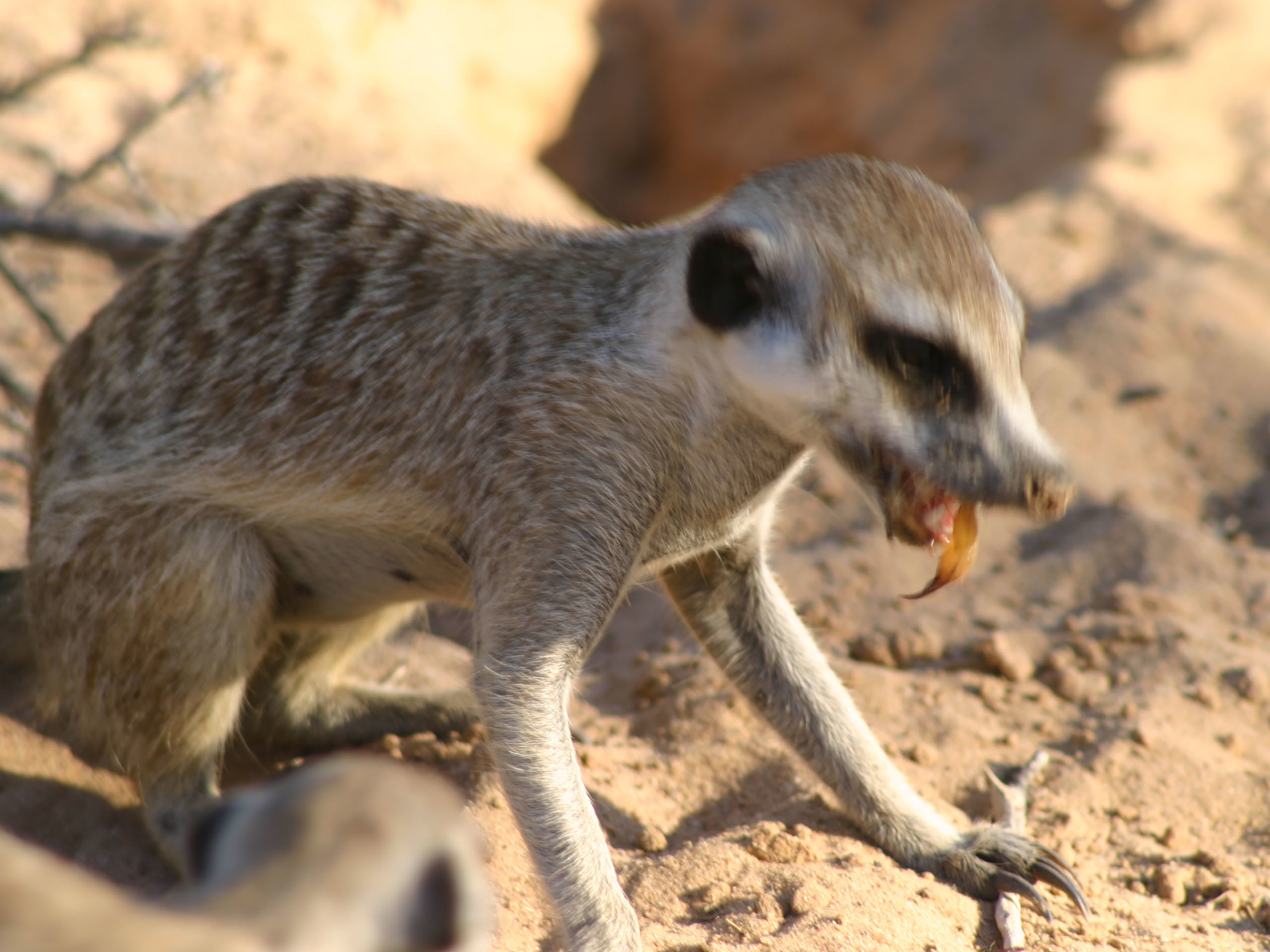 Prime Video: Meerkat Manor