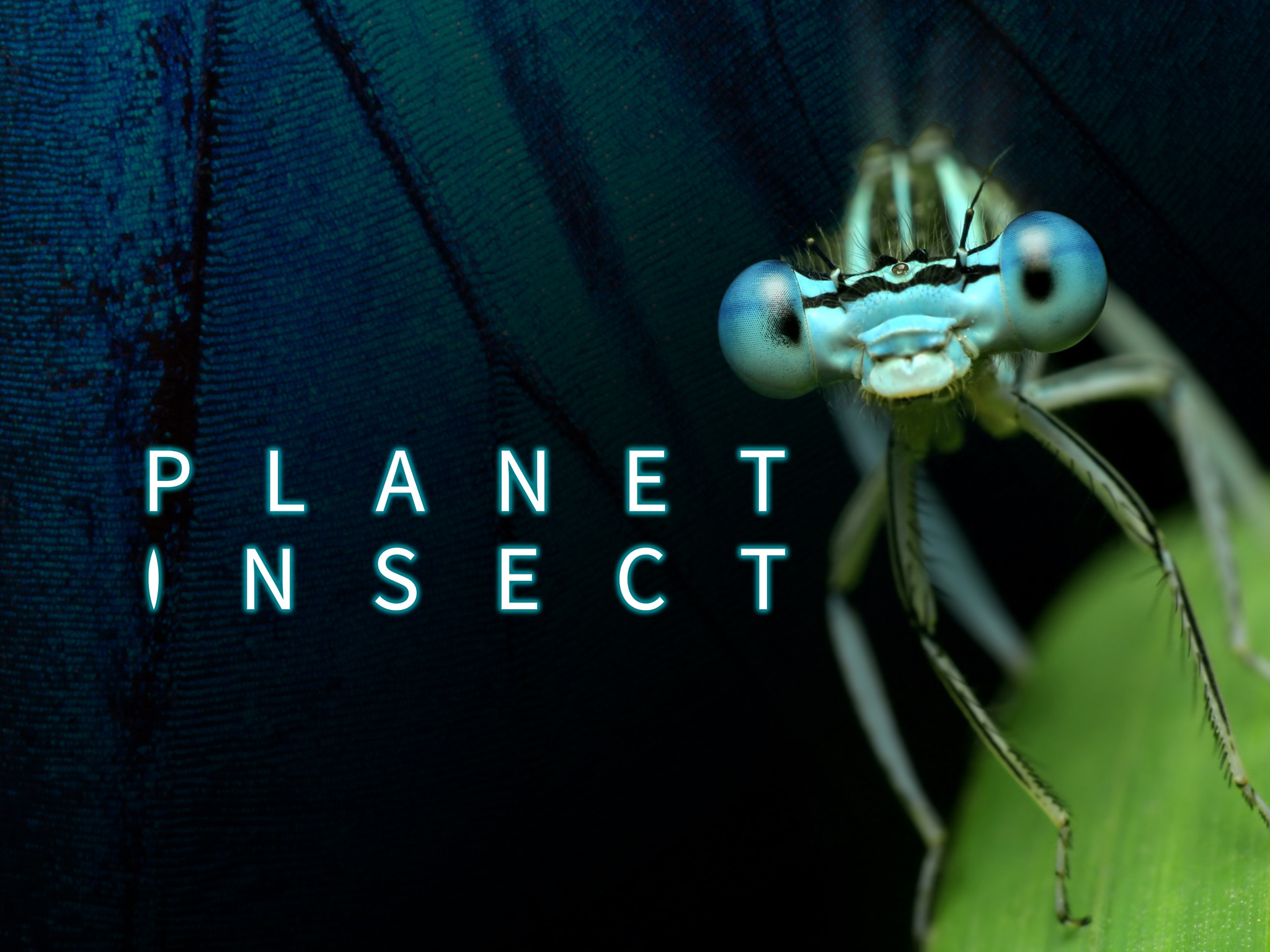 Prime Video: Planet Insect