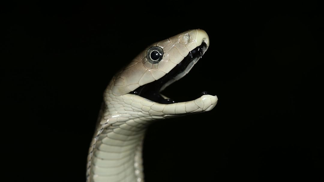 Prime Video: Black Mamba: Kiss Of Death