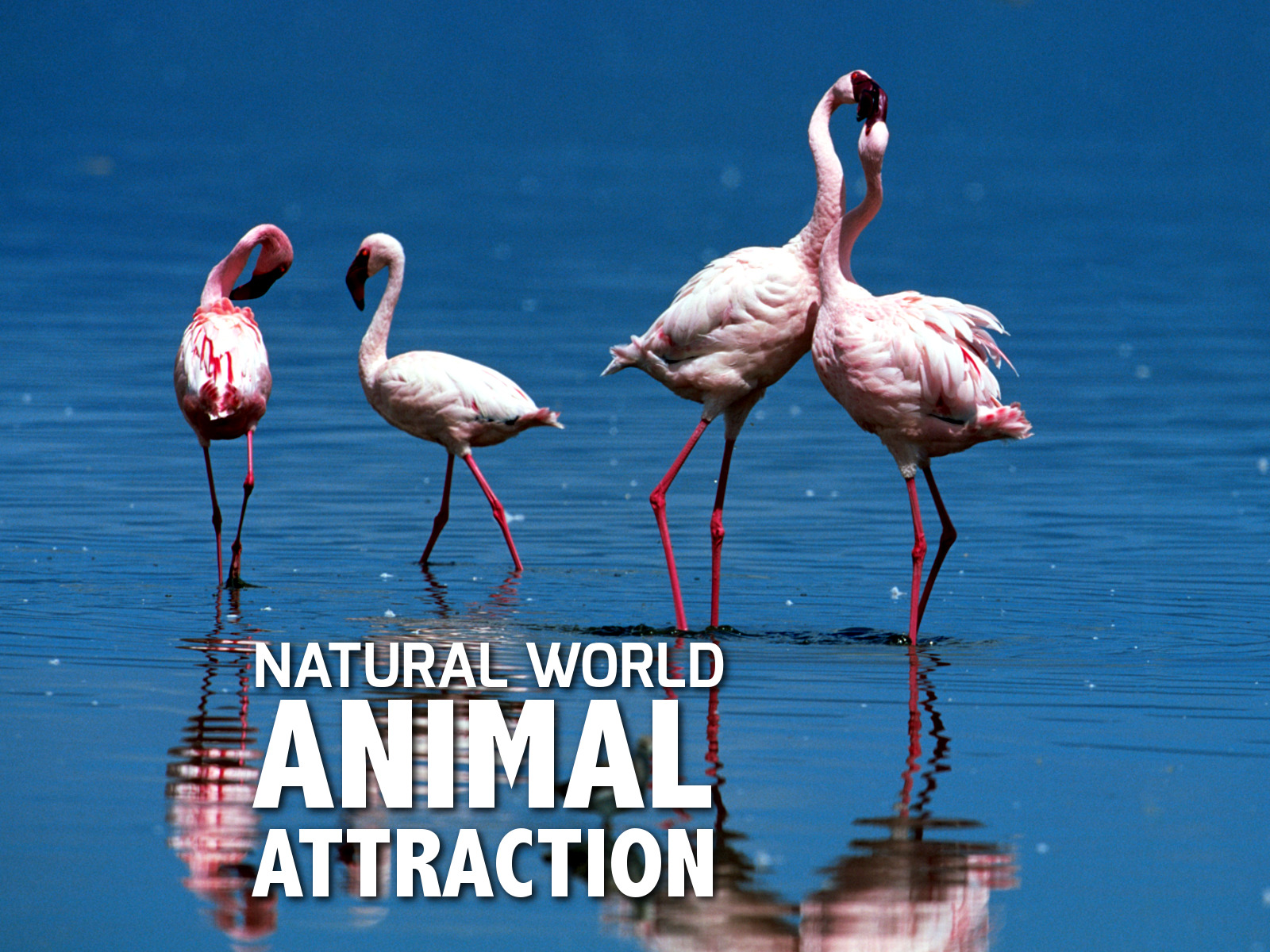 Prime Video: Animal Attraction, Season 1