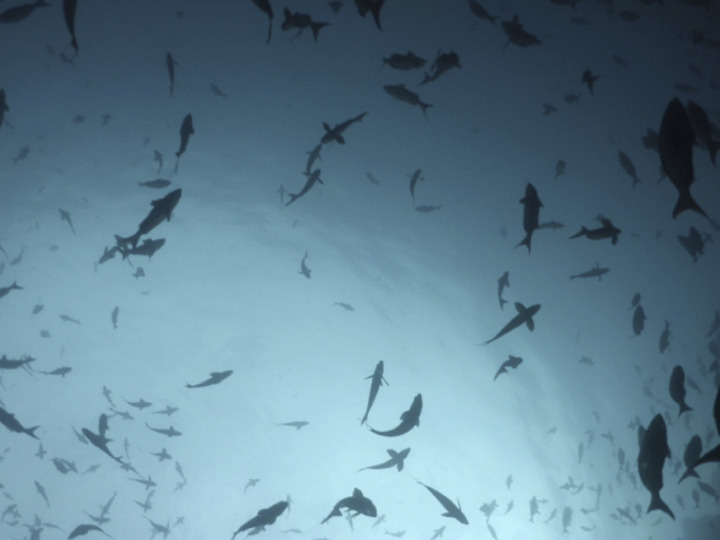 Prime Video: Shark Week - Season 2017