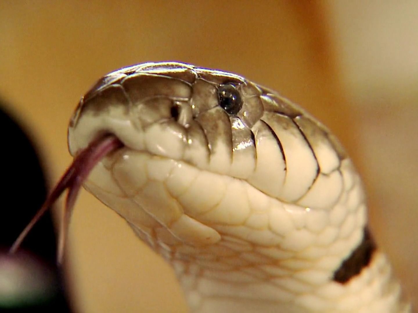 Prime Video: Swamp Brothers - Season 1