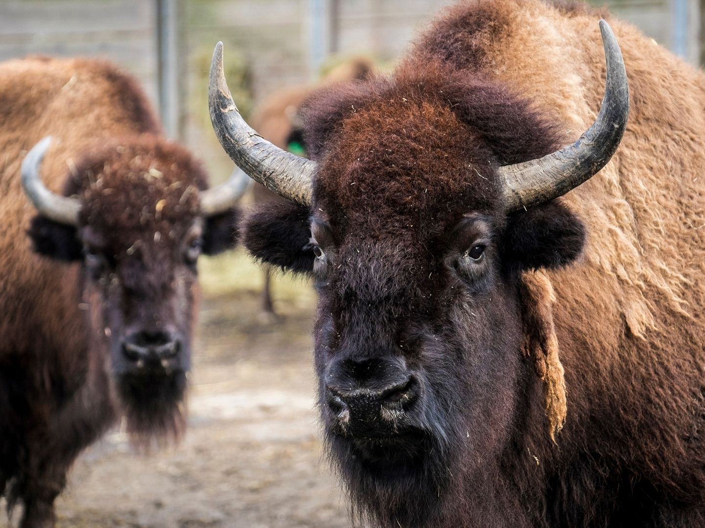 Prime Video: The Zoo - Season 1