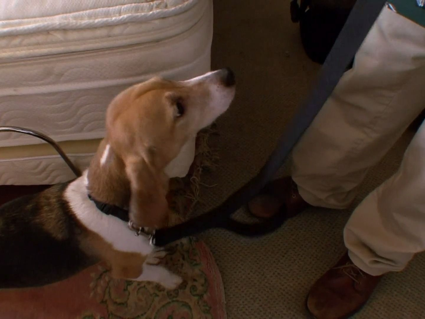 Prime Video: Rat Busters NYC - Season 1