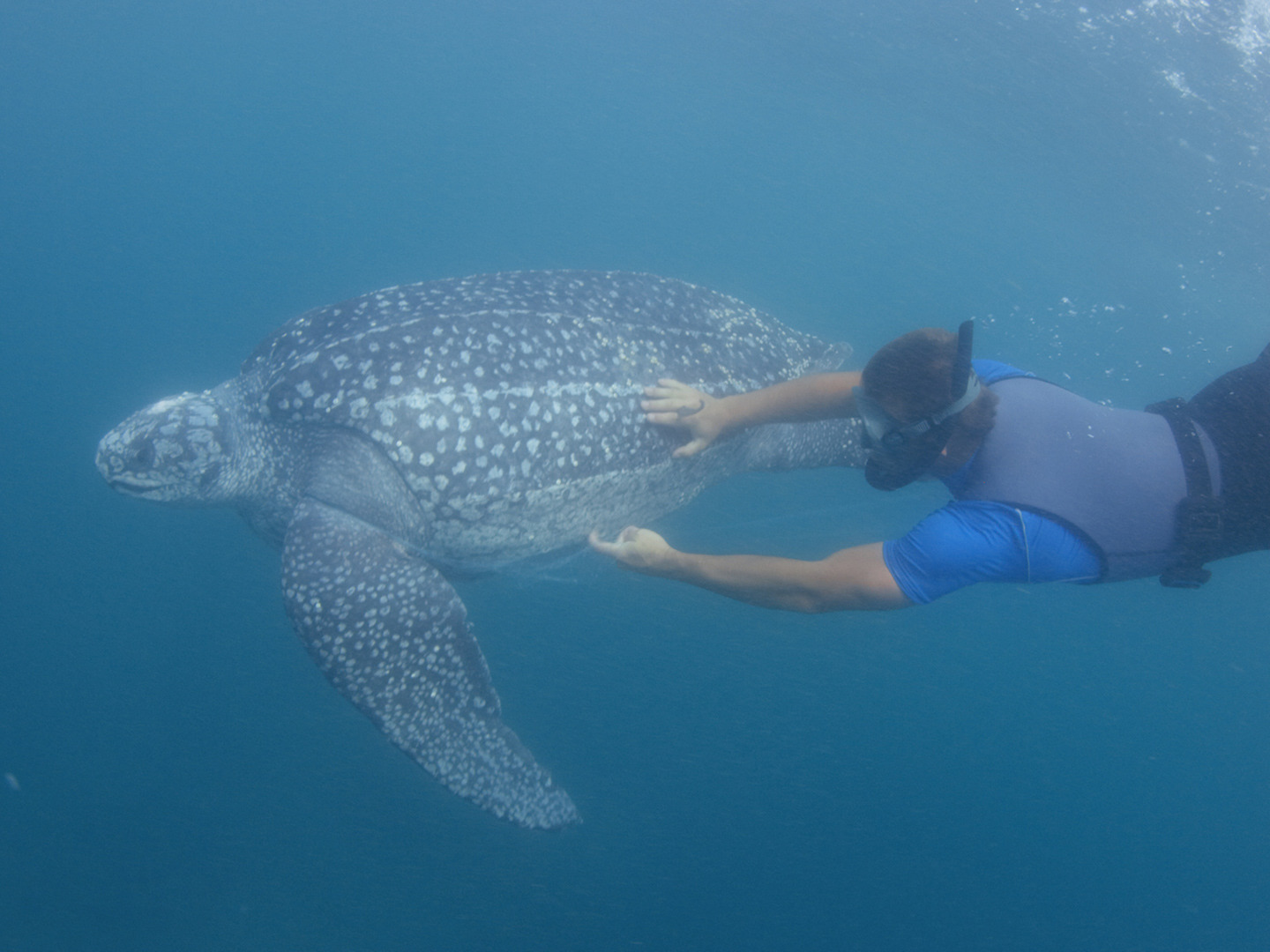 Prime Video: Great Blue Wild - Season 3