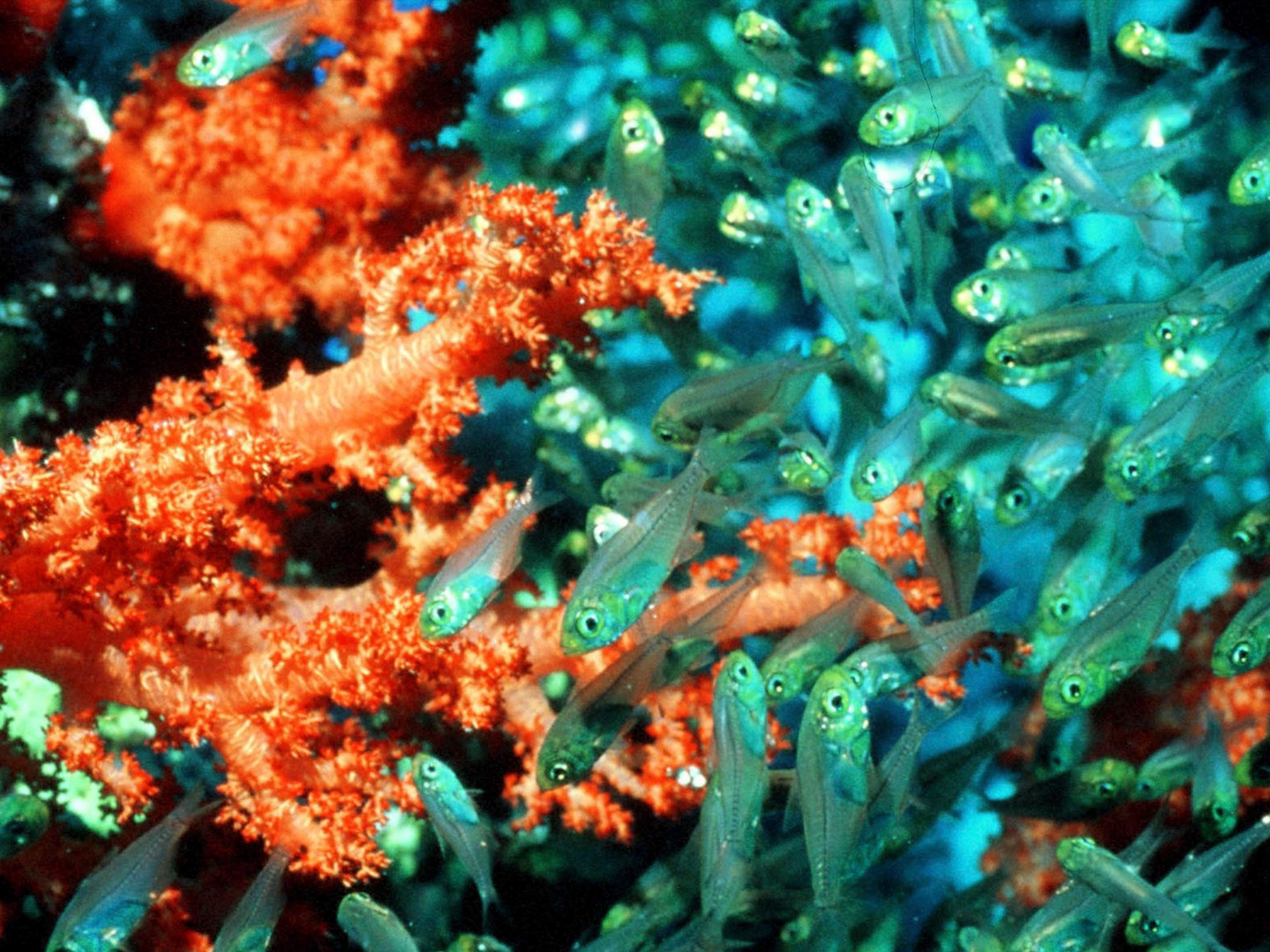 Prime Video: Blue Planet: Seas of Life - Season 1