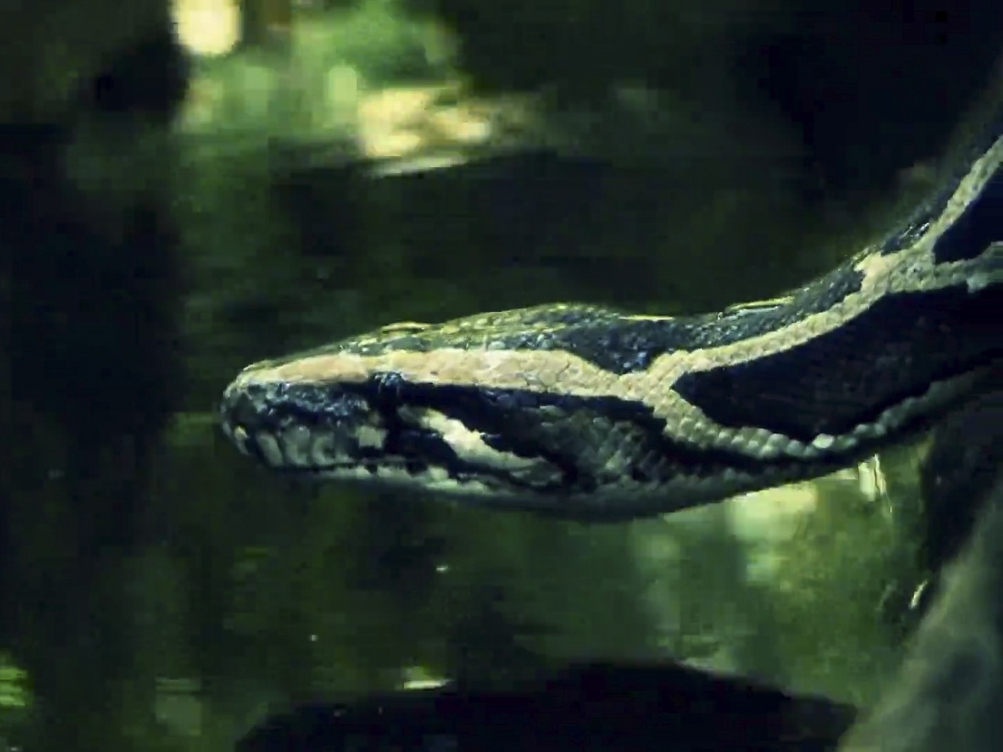 Prime Video: Swamp Wars - Season 2