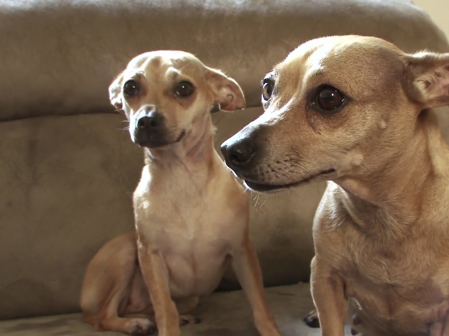 Prime Video: Dogs 101: New Tricks - Season 1