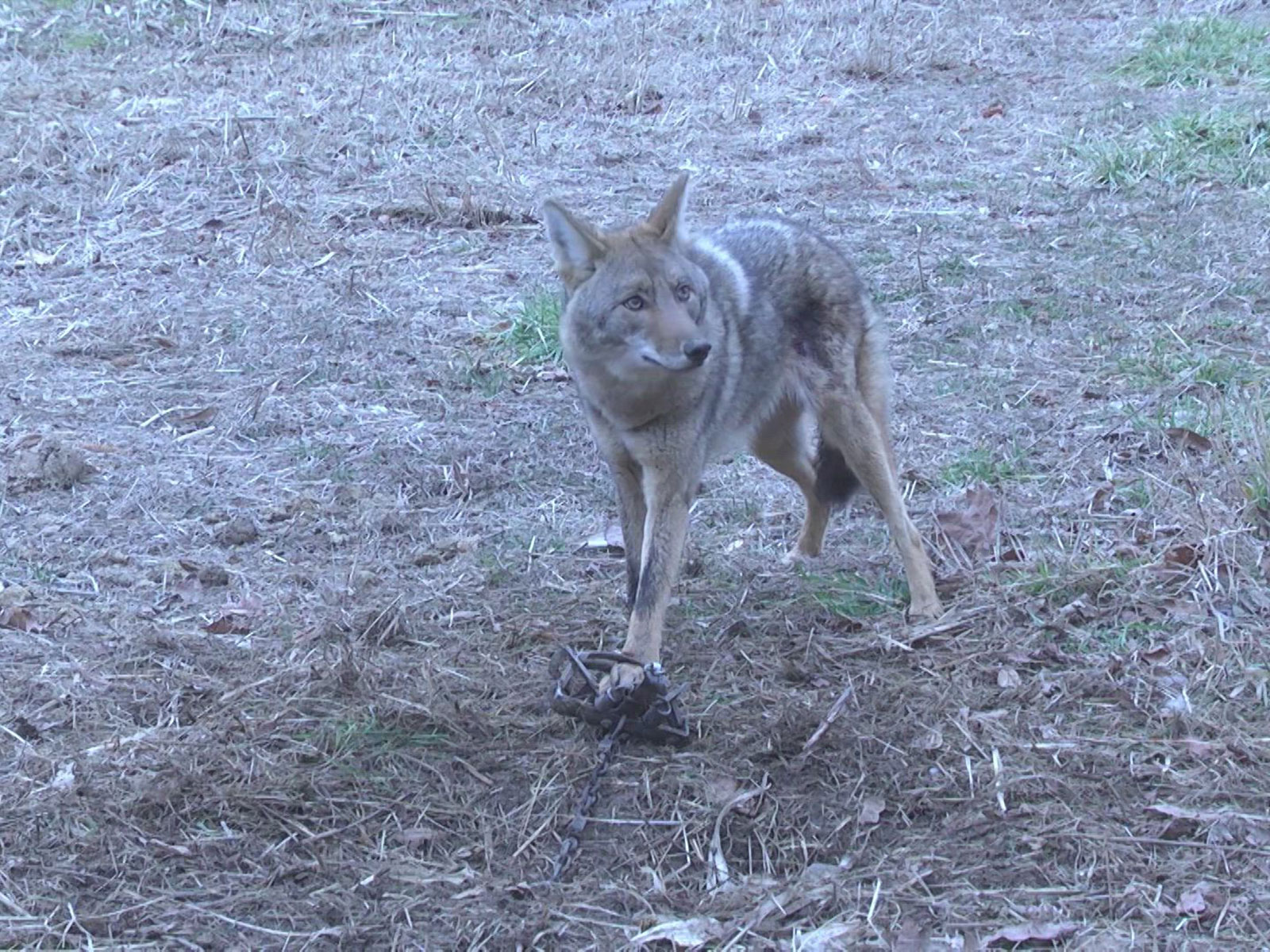 Prime Video: North American Trapper - Season 2