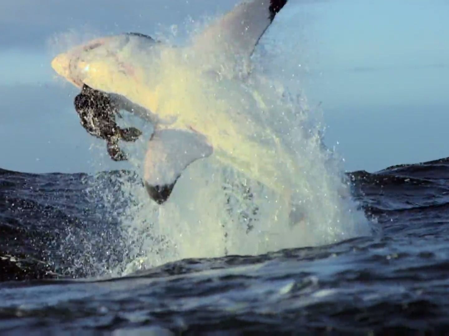 Prime Video: Shark Week - Season 2011