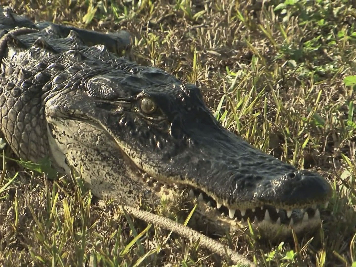 Gator Boys Paul Bedard Bloody
