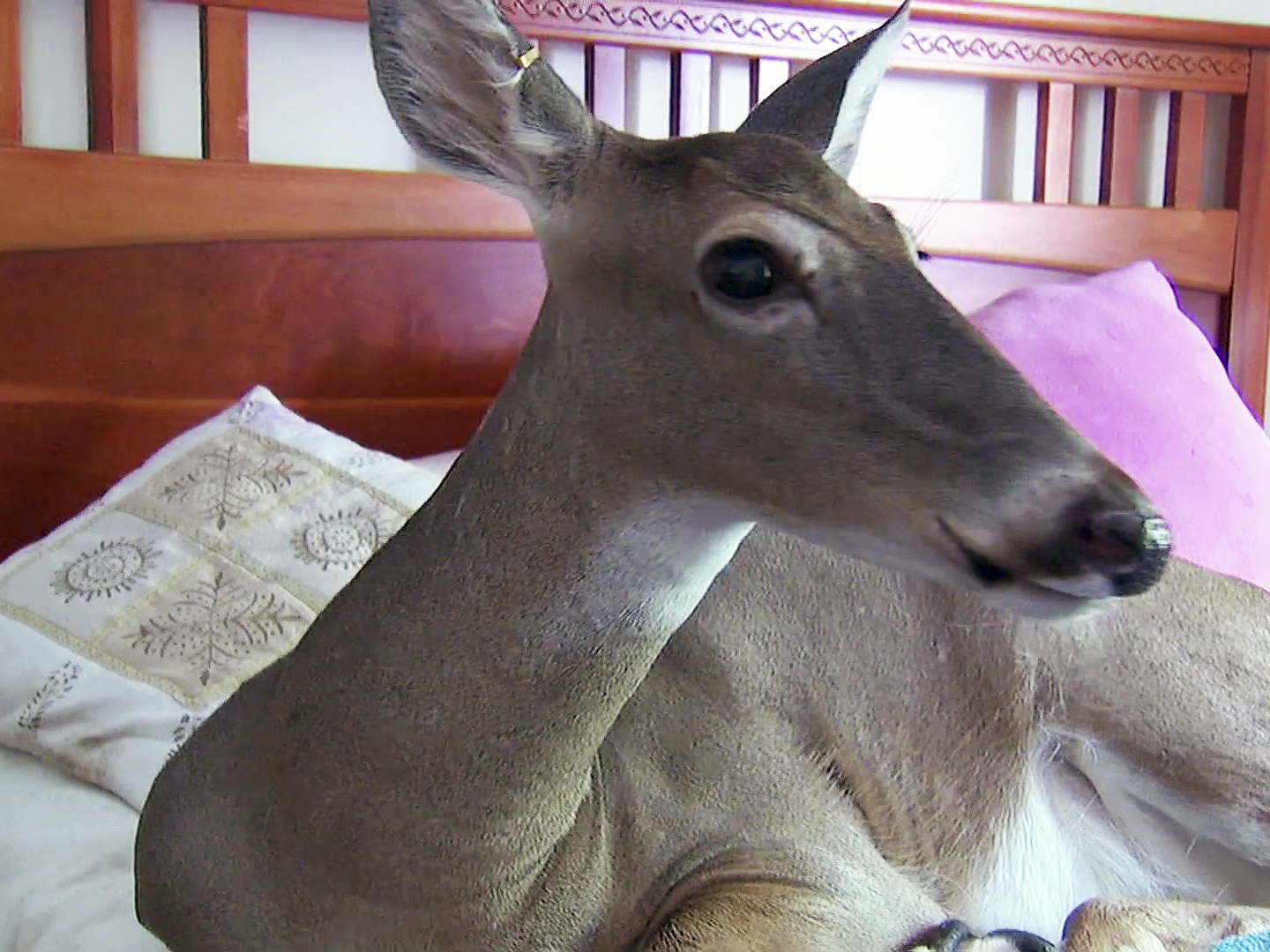 Prime Video: Pets 101 - Season 2