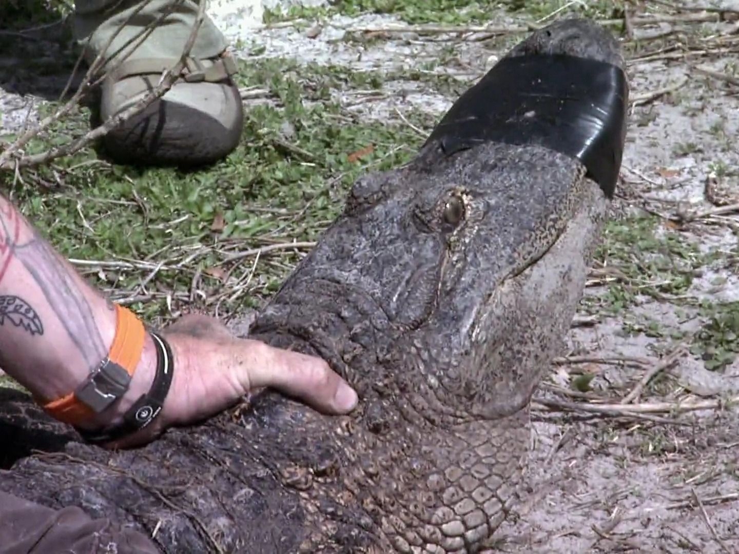 Prime Video: Swamp Brothers - Season 1