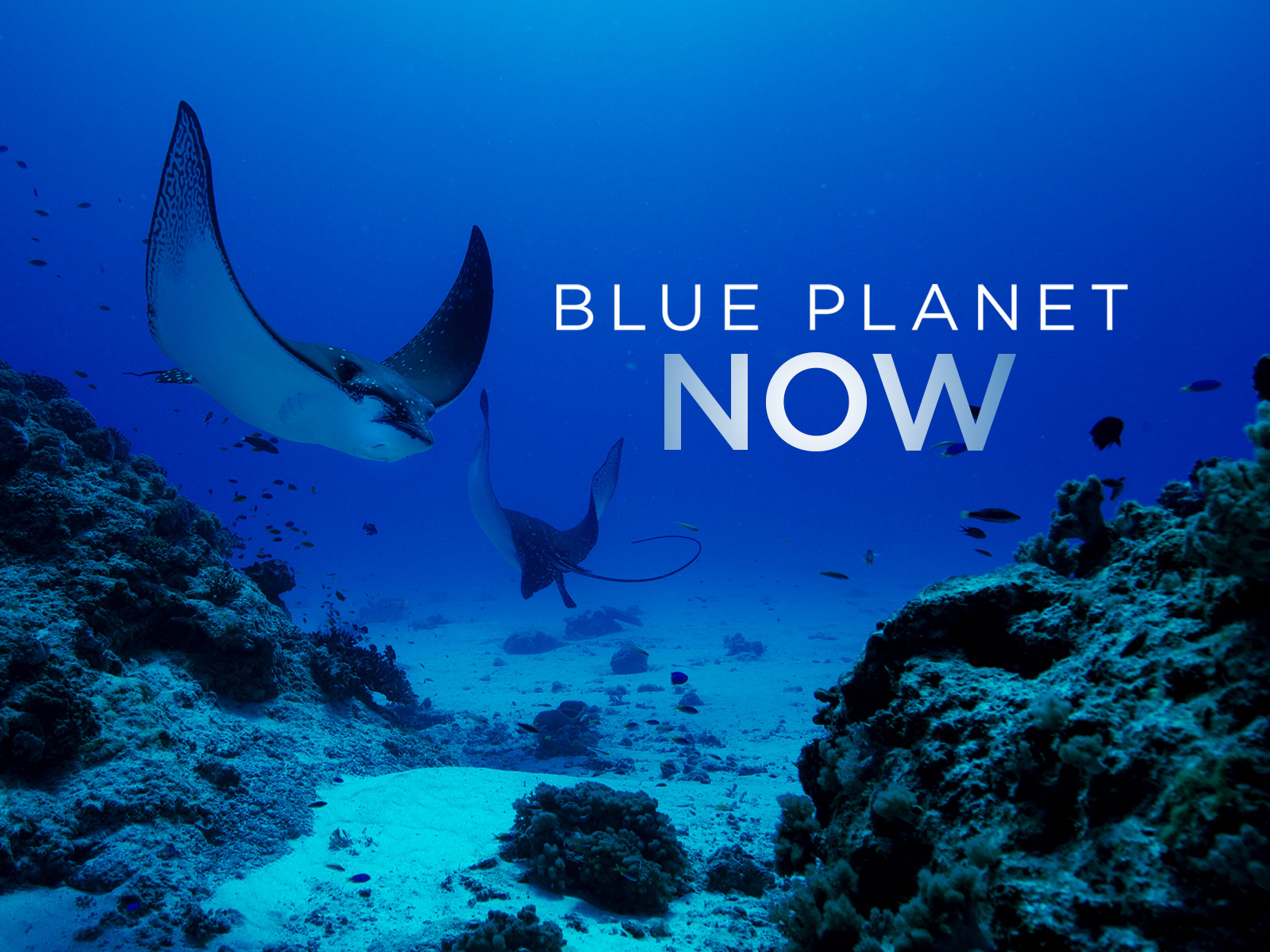 Prime Video: Blue Planet Now