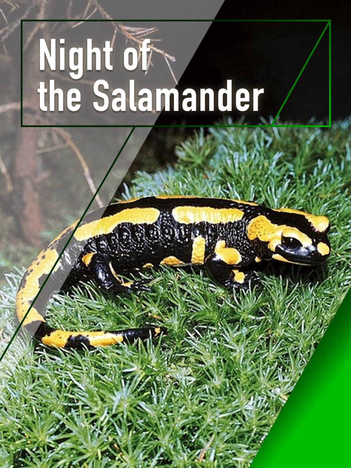 Prime Video: Night of the Salamander