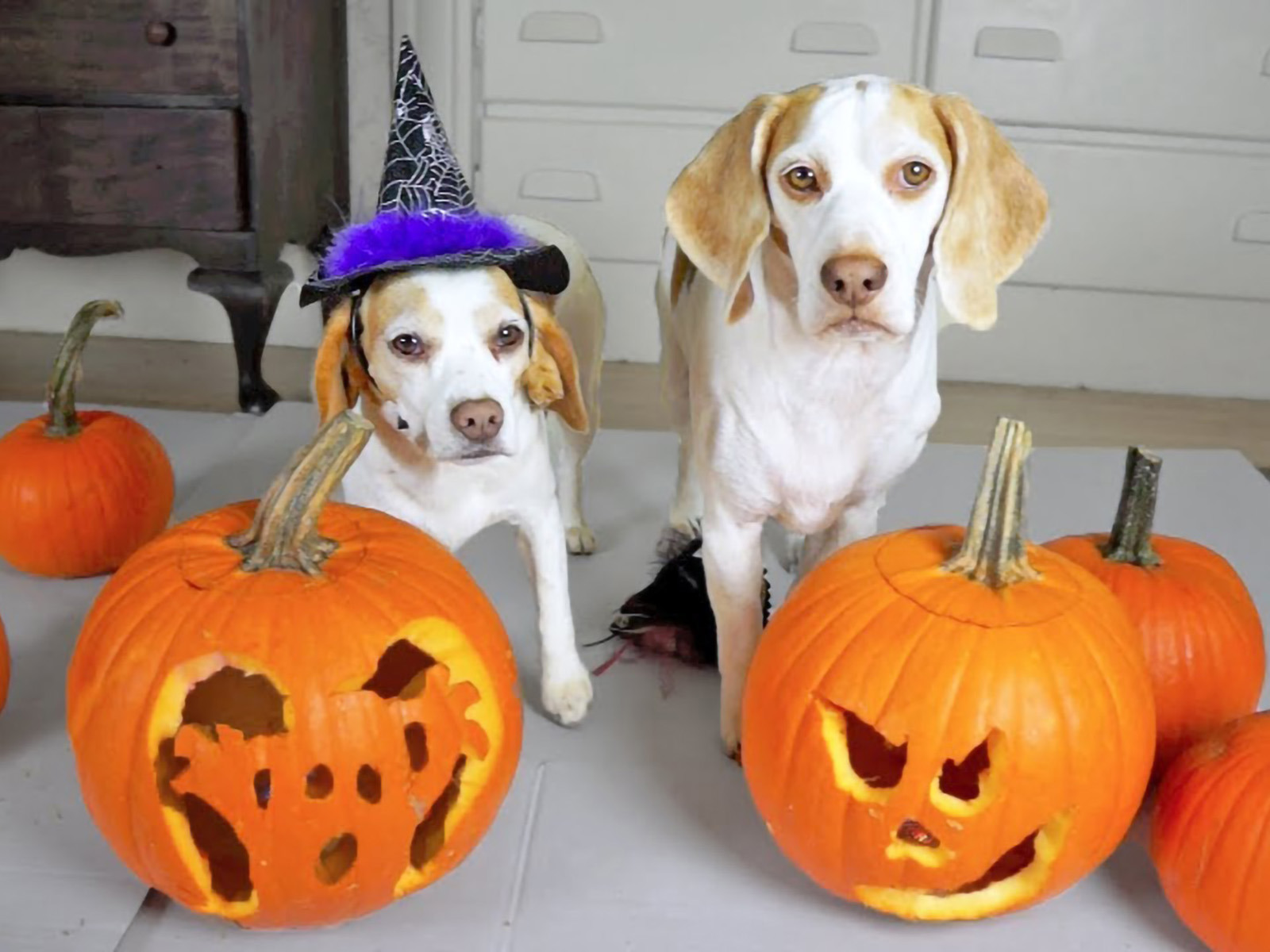 Prime Video: Halloween Maymo: Dogs in Costumes