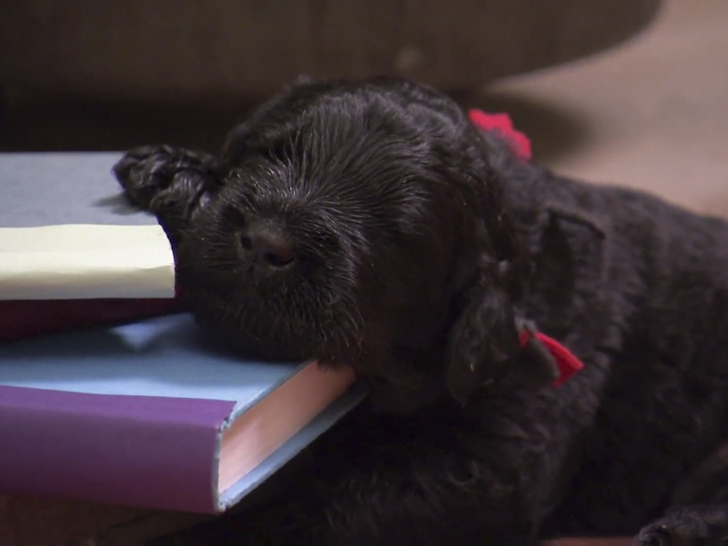 Prime Video: Too Cute! - Season 4