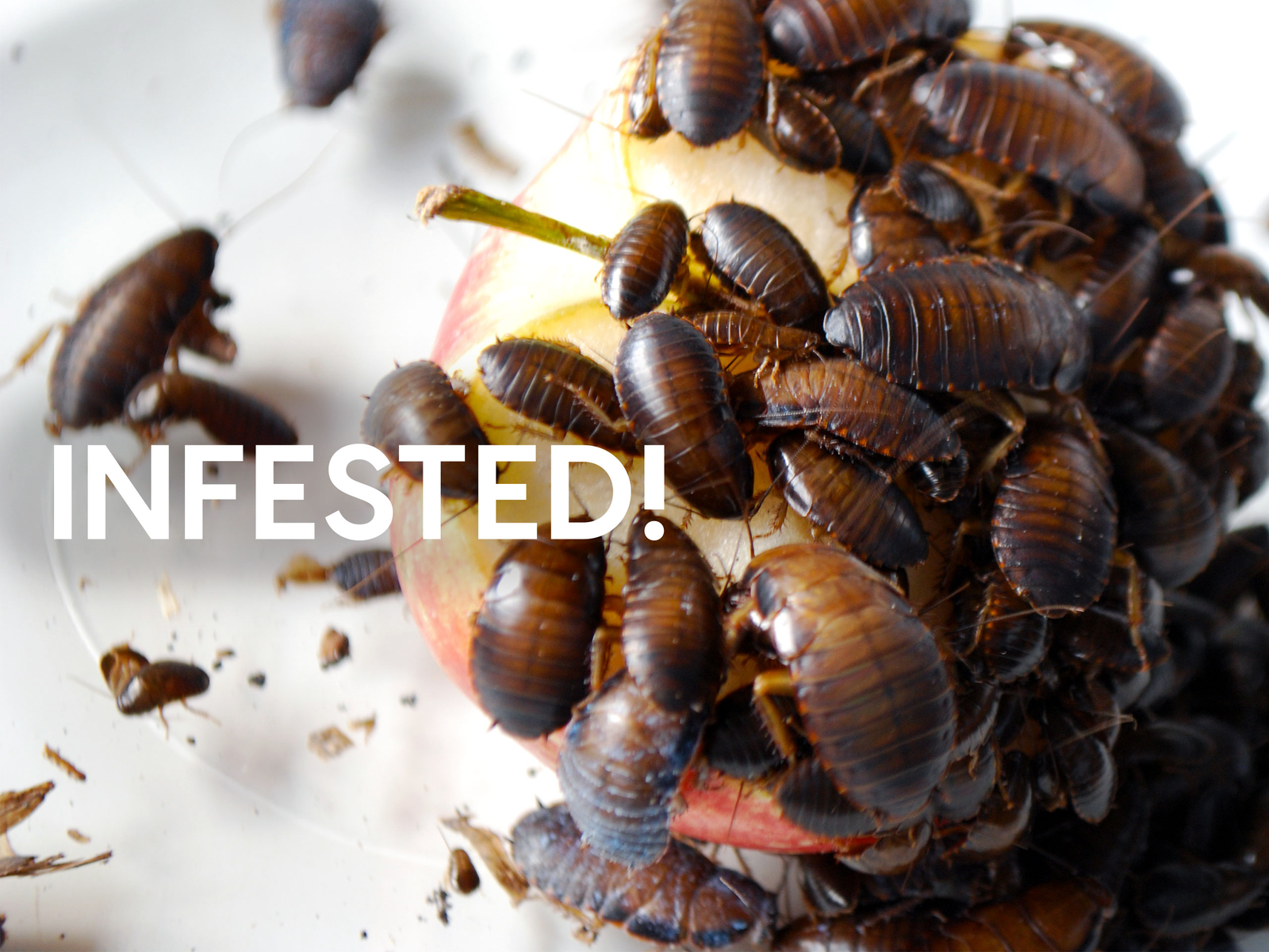 Prime Video: Infested! - Season 2