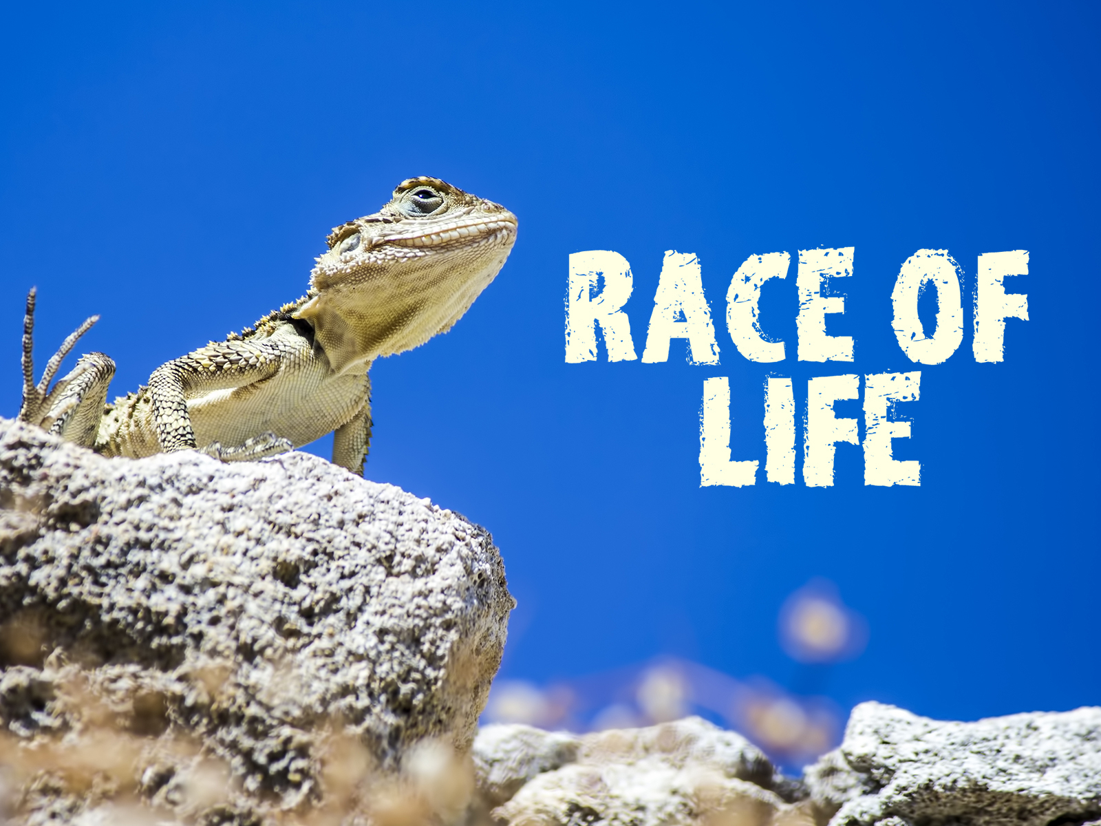 Prime Video: Race Of Life - Season 1