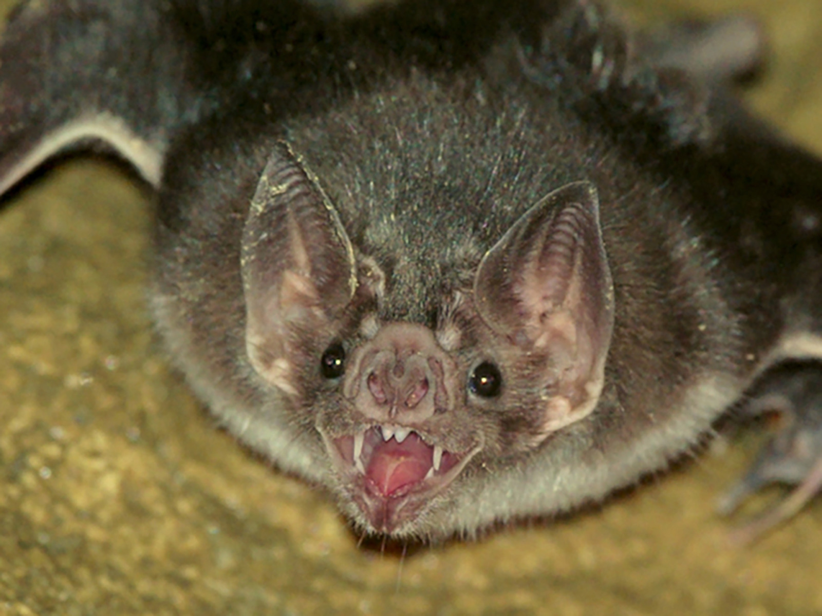 Prime Video: Austin Stevens Adventures