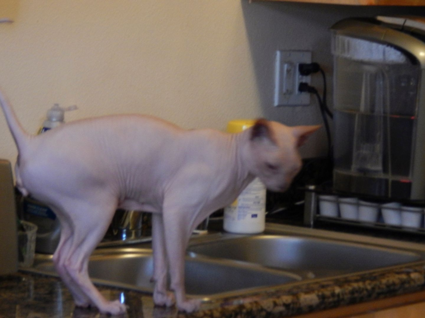 Prime Video: My Cat From Hell - Season 7