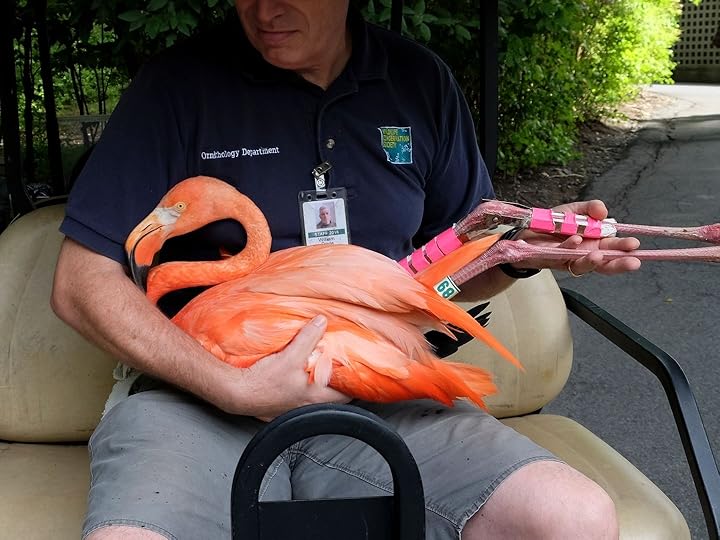 Prime Video: The Zoo - Season 1