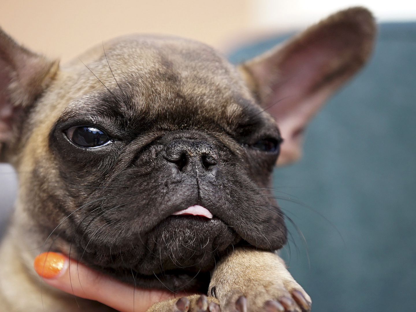 Prime Video: Amanda to the Rescue - Season 2