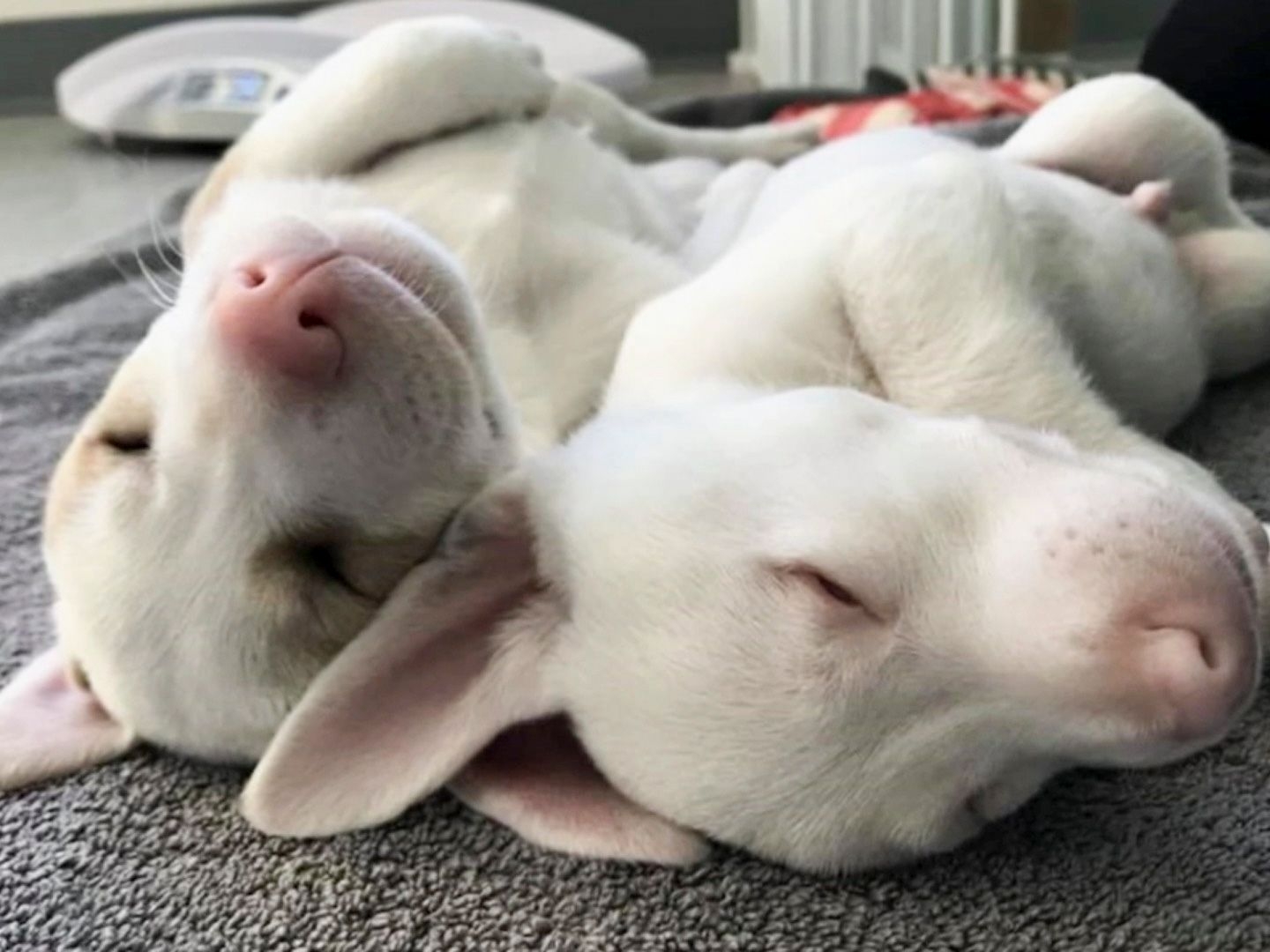 Prime Video: Amanda to the Rescue - Season 1