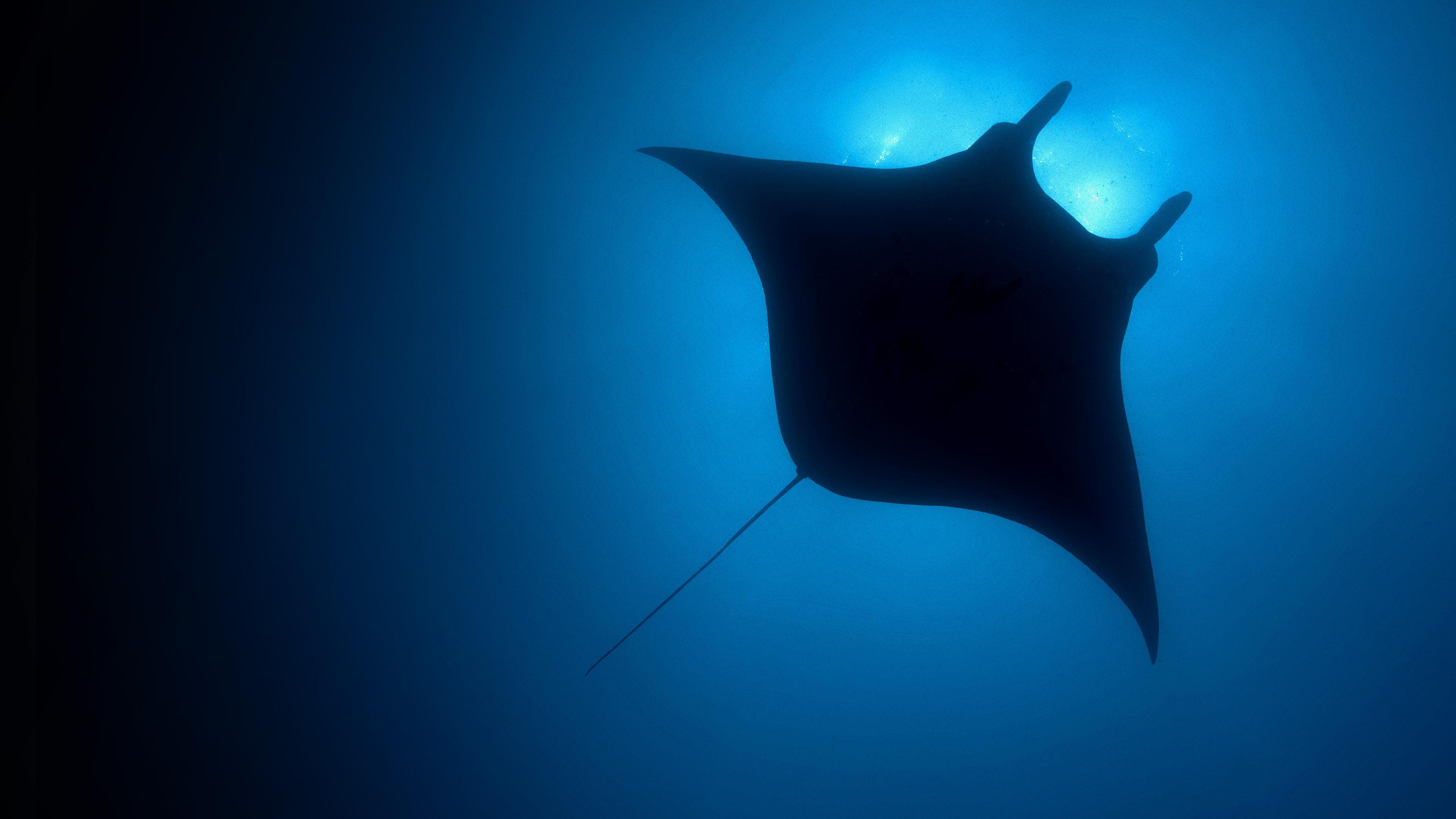 Prime Video: Blue Planet: Seas of Life - Season 1