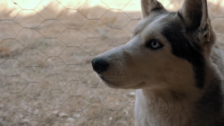 Amazon.com: The Year of the Dog : Rob Grabow, Michael Spears, Jon ...