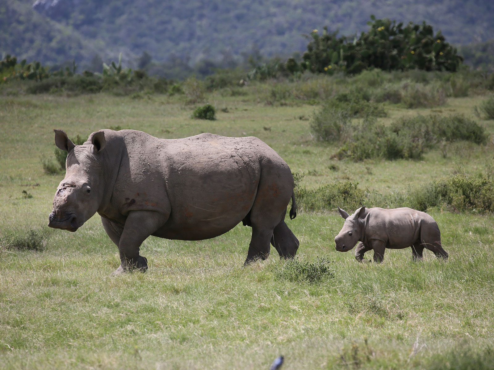 Prime Video: Animal Mums - Season 1