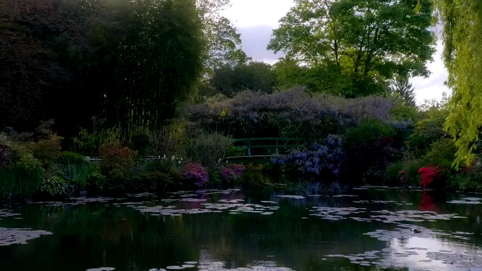 Prime Video: Water Lilies of Monet: The Magic of Water and Light