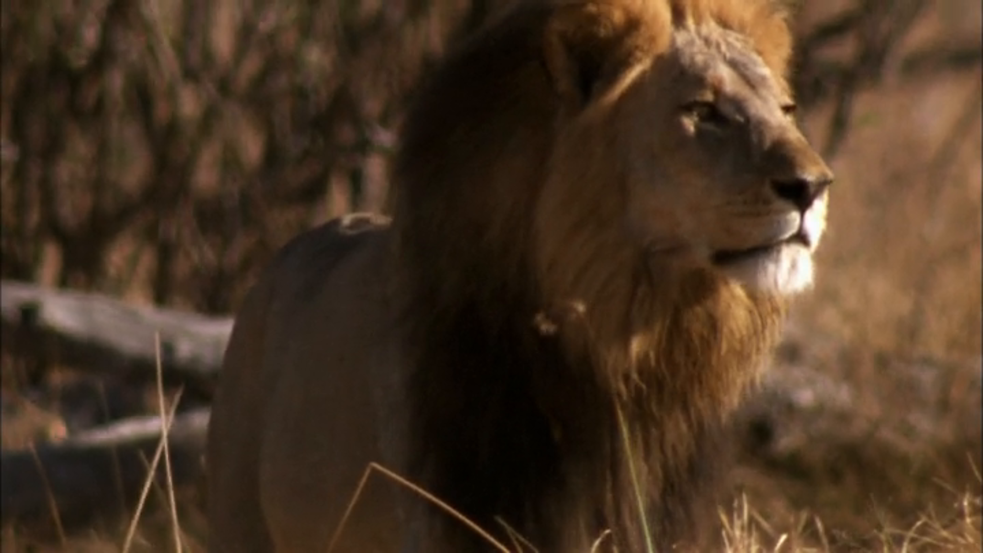 Prime Video: Africa's Predator Zones - Season 1