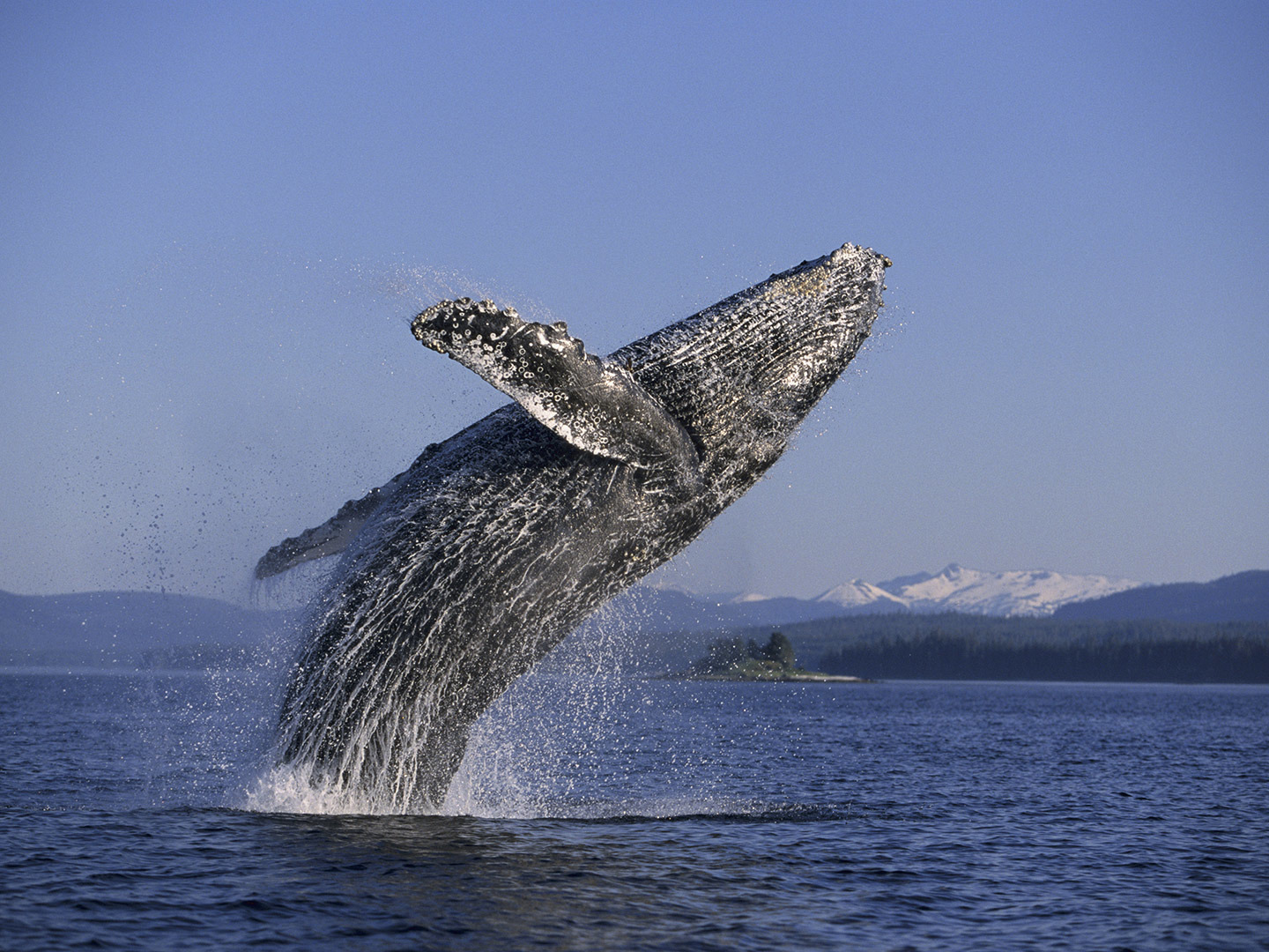 Prime Video: Nature's Great Events - Season 1