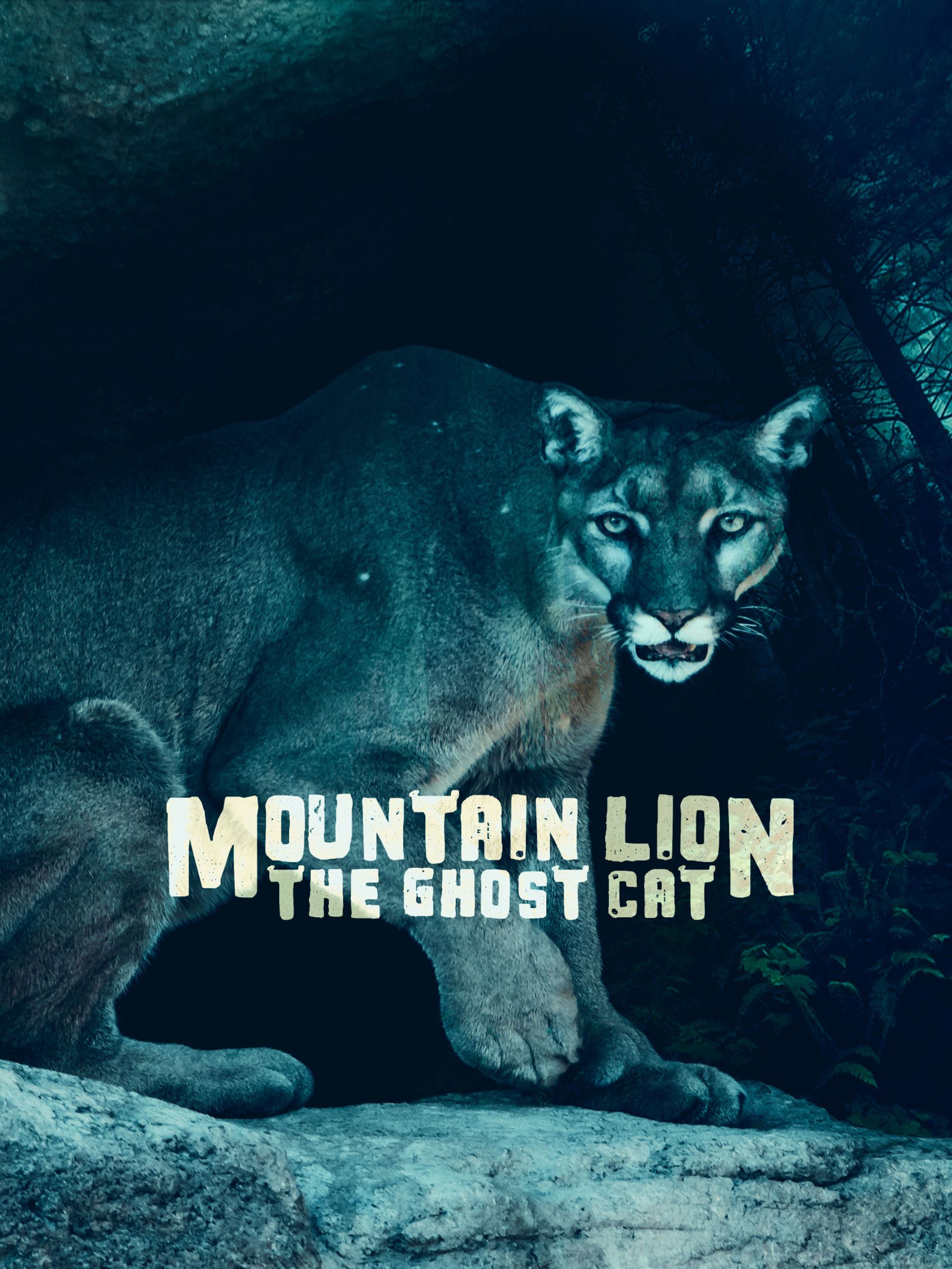 Prime Video: Mountain Lion: The Ghost Cat