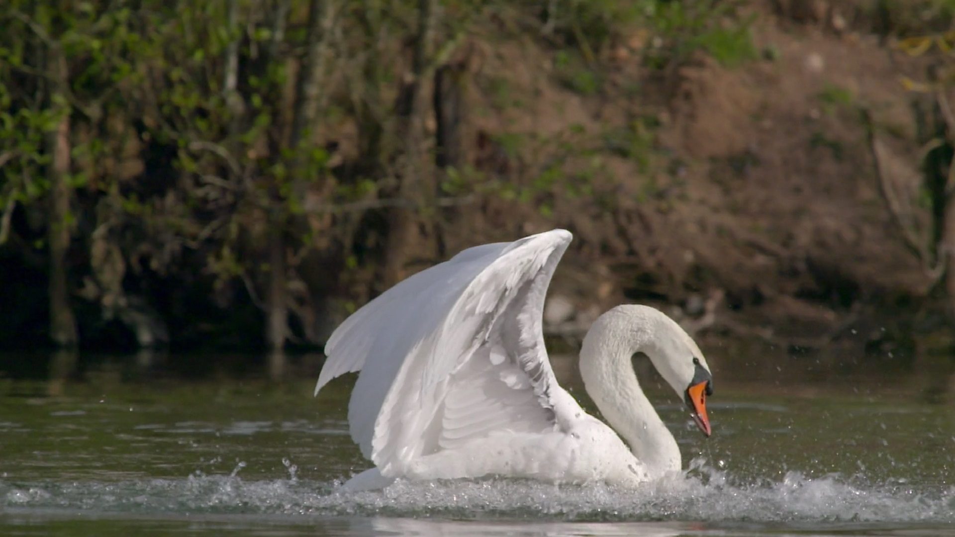 Prime Video: If I Were An Animal - Season 1