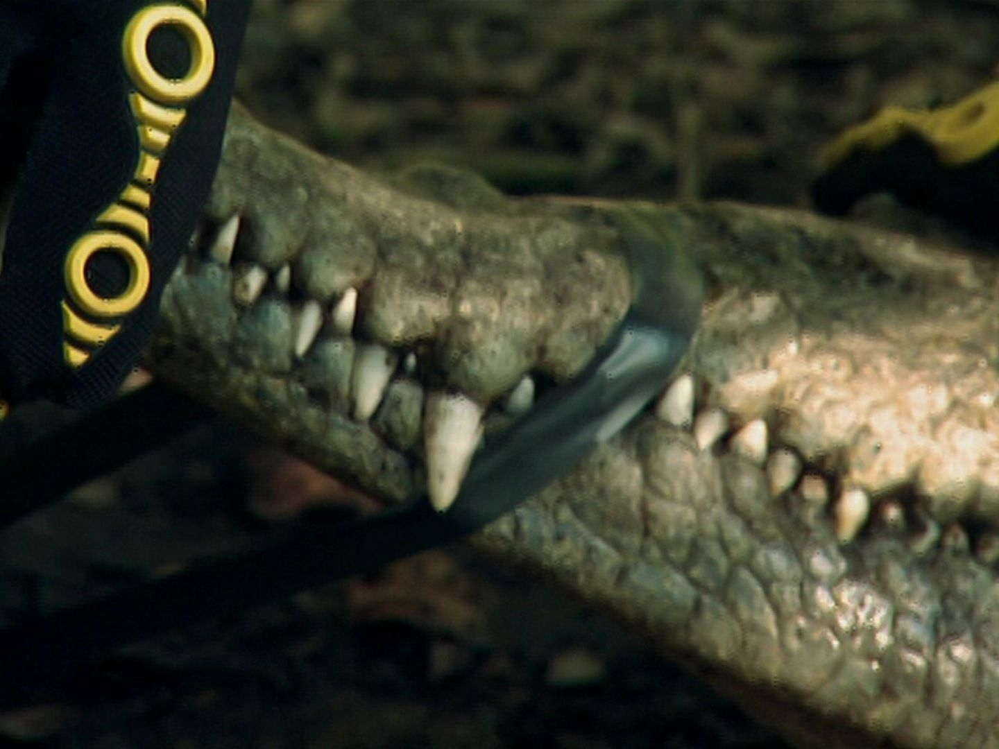 Prime Video: Swamp Brothers - Season 1