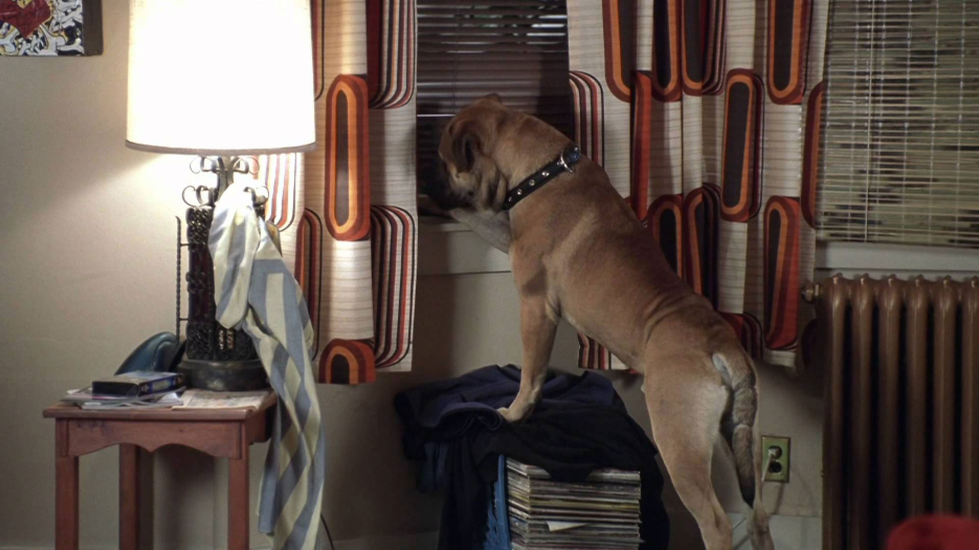 Watch See Spot Run | Prime Video