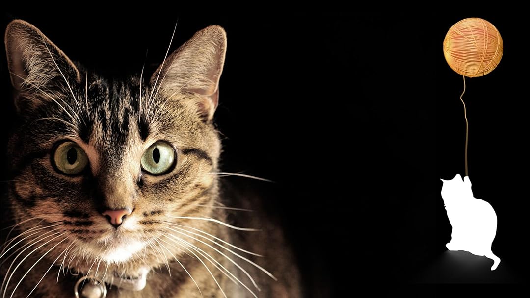 Watch Psycho Kitty | Prime Video