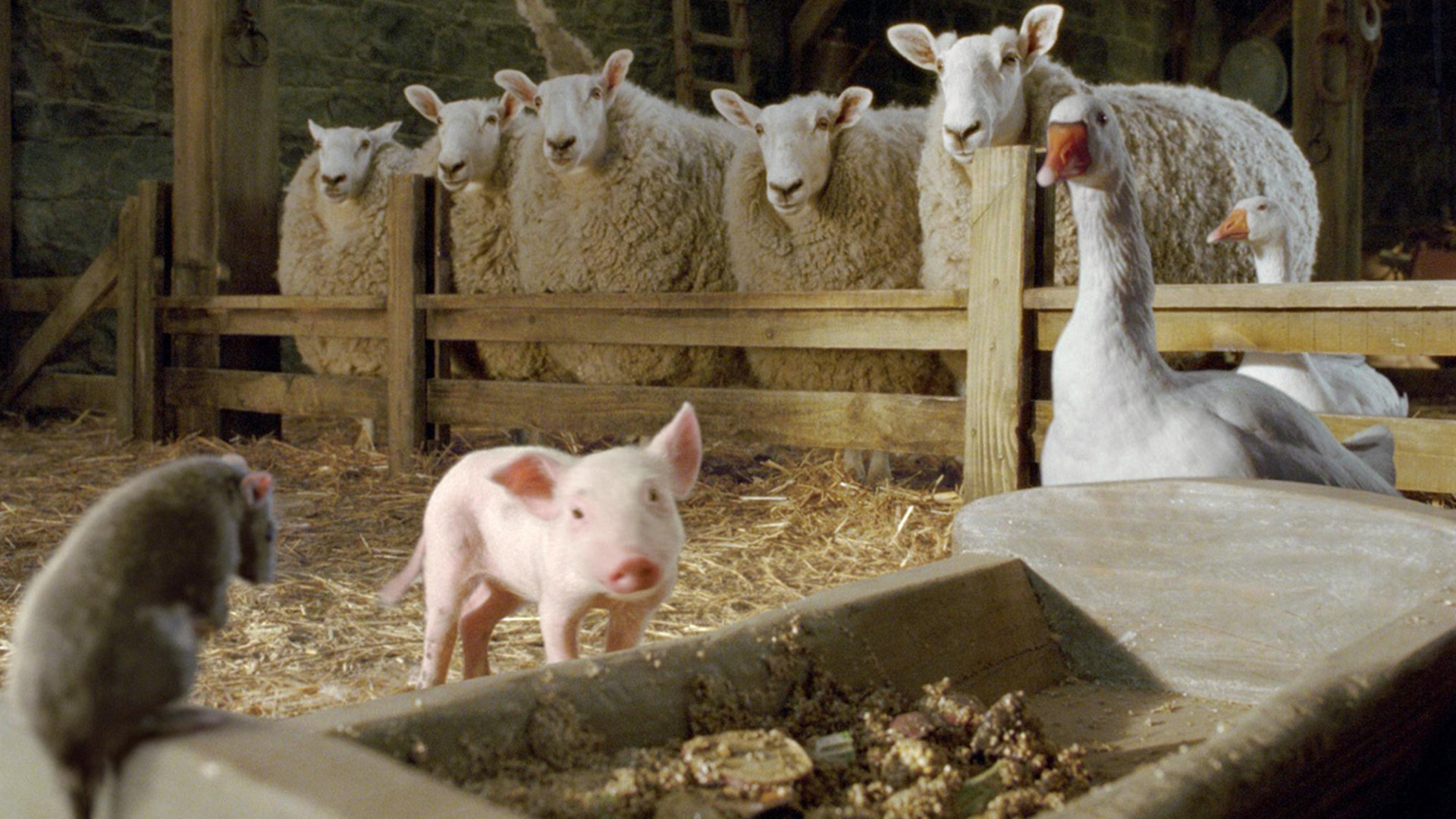 Amazon.com: Charlotte's Web (2006) : Julia Roberts, Dakota Fanning ...