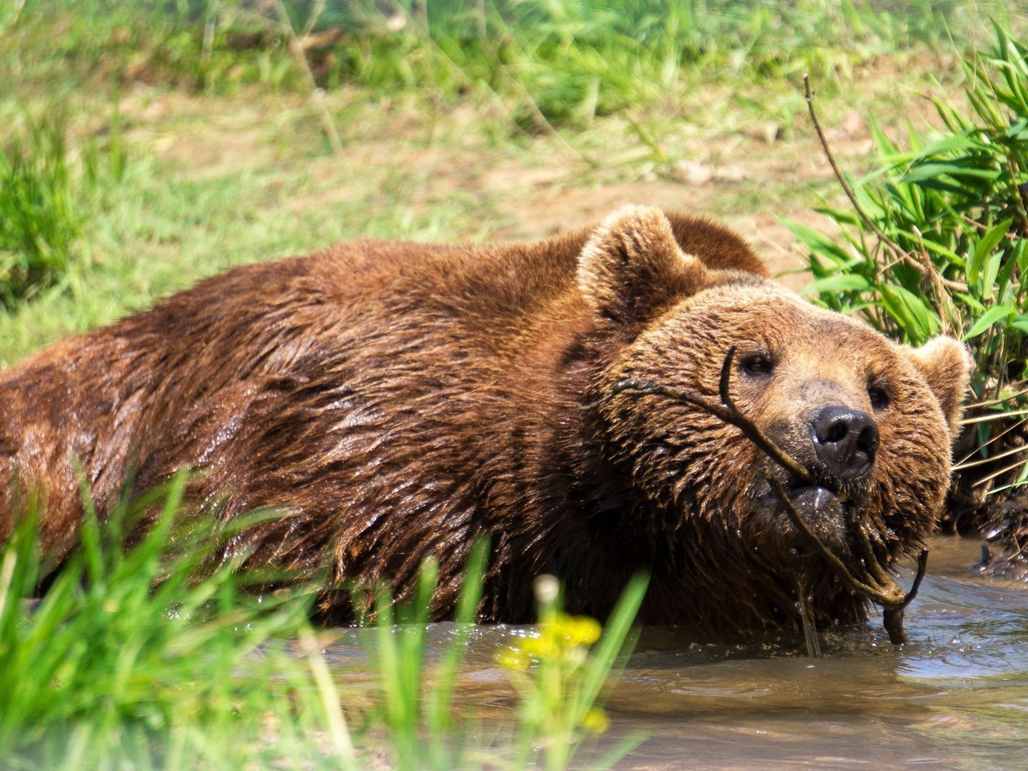 Prime Video: Project Grizzly - Season 1