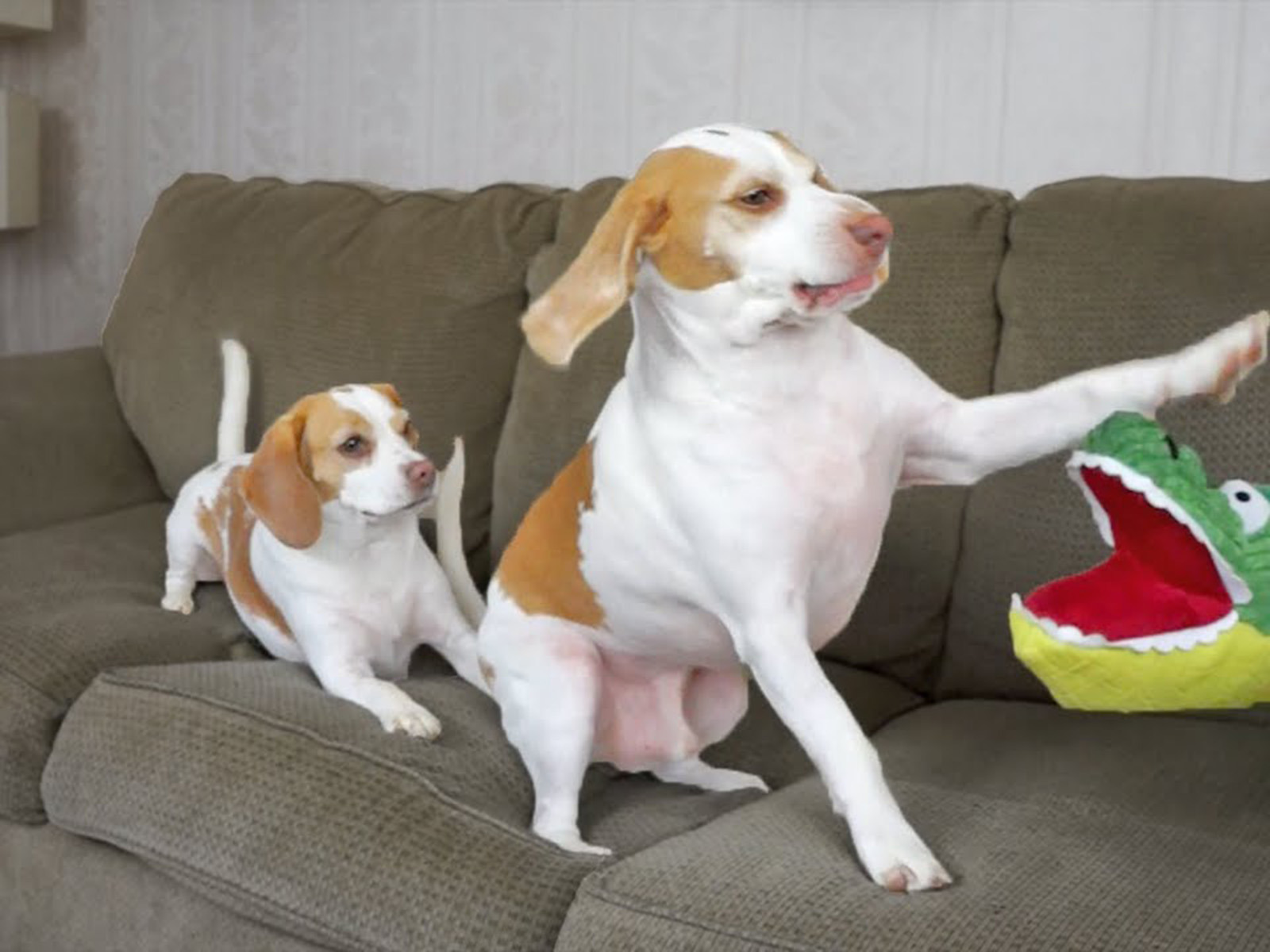 Prime Video: Cute Dogs Maymo & Penny